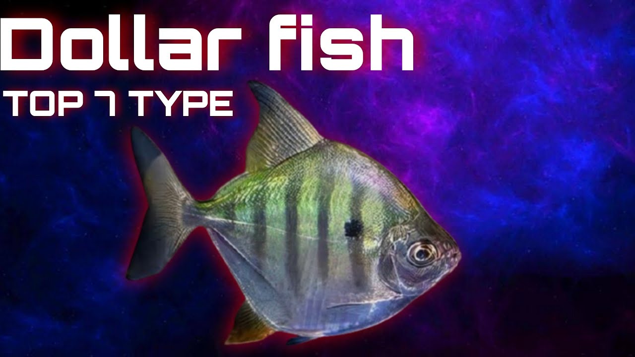 Top 7 Dollar fish You Can Keep in Freshwater Aquariums - YouTube