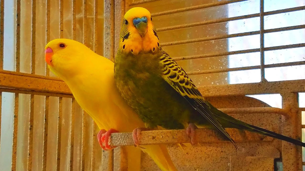 5 Hr Budgies Chirping Parakeets Sounds Reduce Stress , Relax to Nature ...