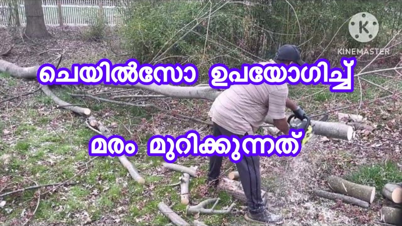 How to cut a tree with chainsaw - YouTube