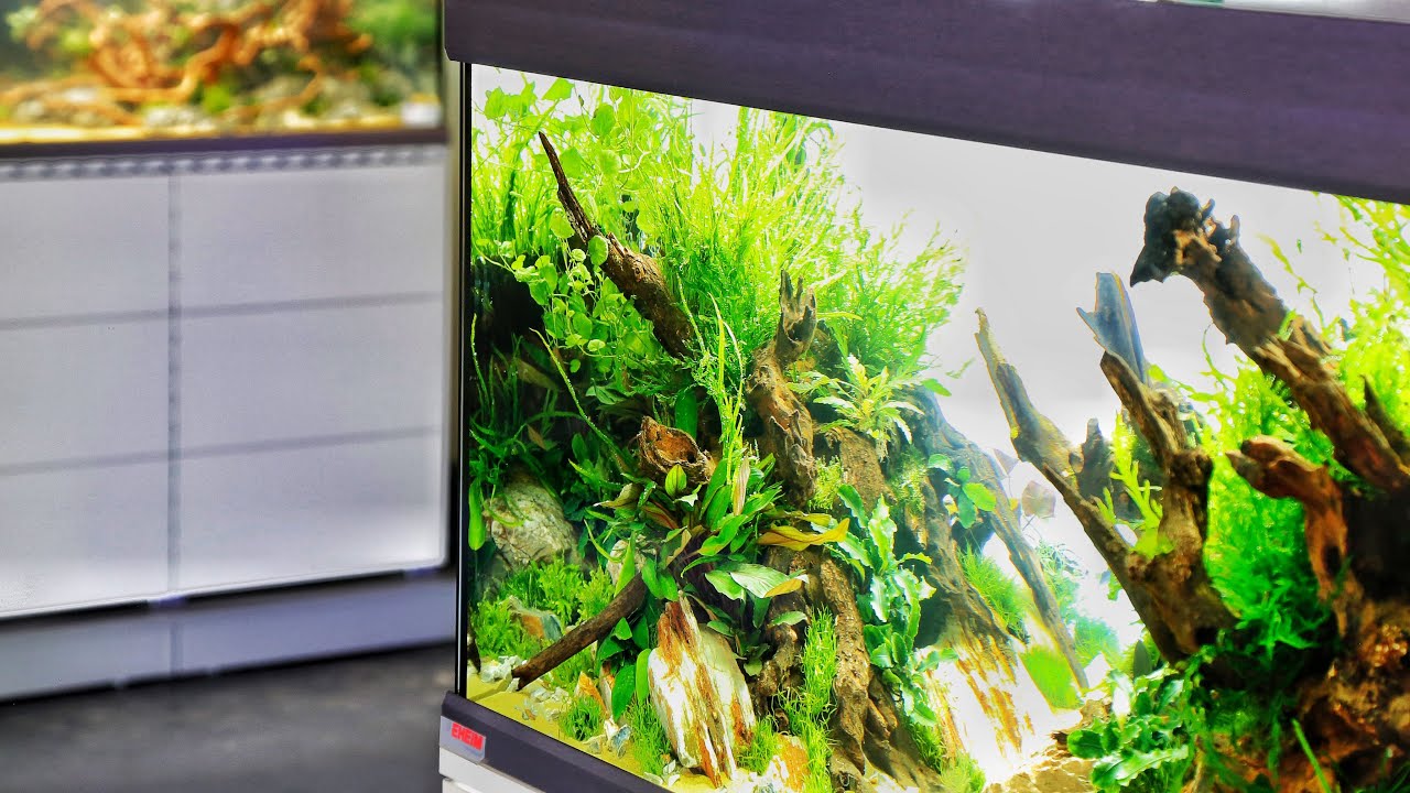 The Art of The Planted Aquarium Contest 2019 (Cinematic Special) - YouTube