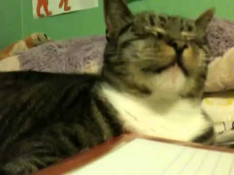 My cat smelling a sharpie - YouTube