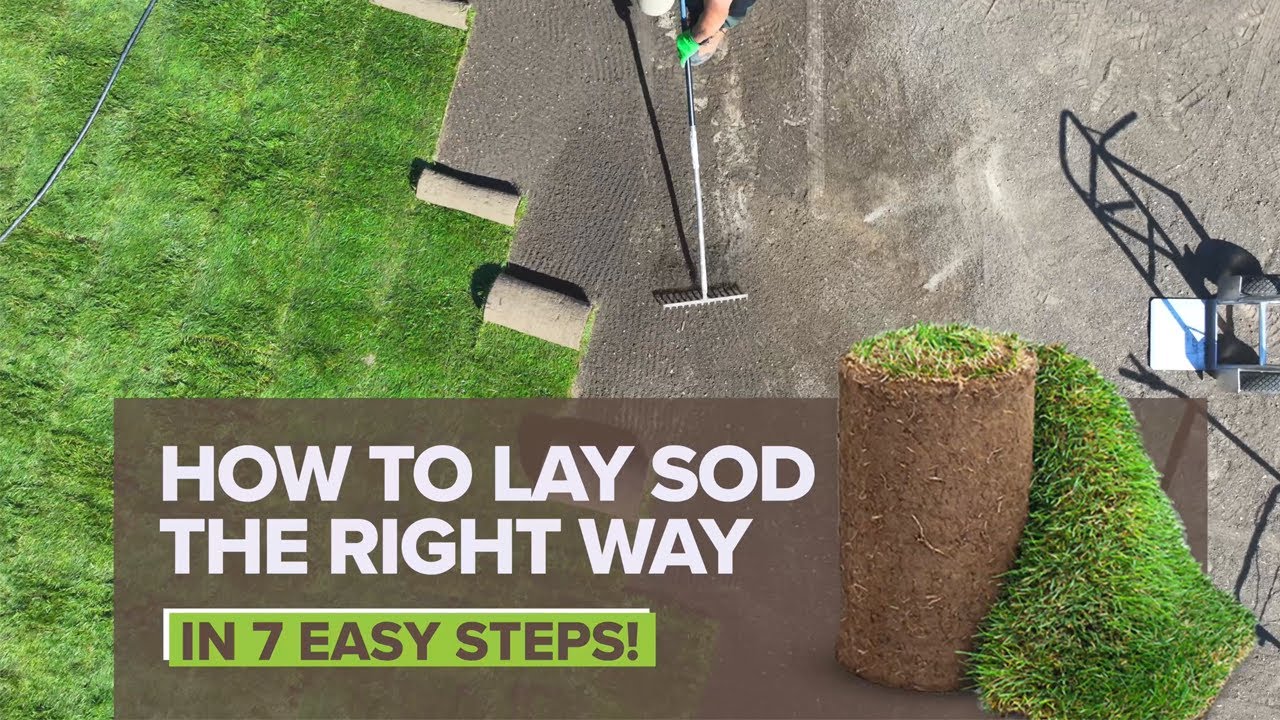 How to Lay Sod the Right Way | 7 Easy steps | Van Beek's Landscape ...