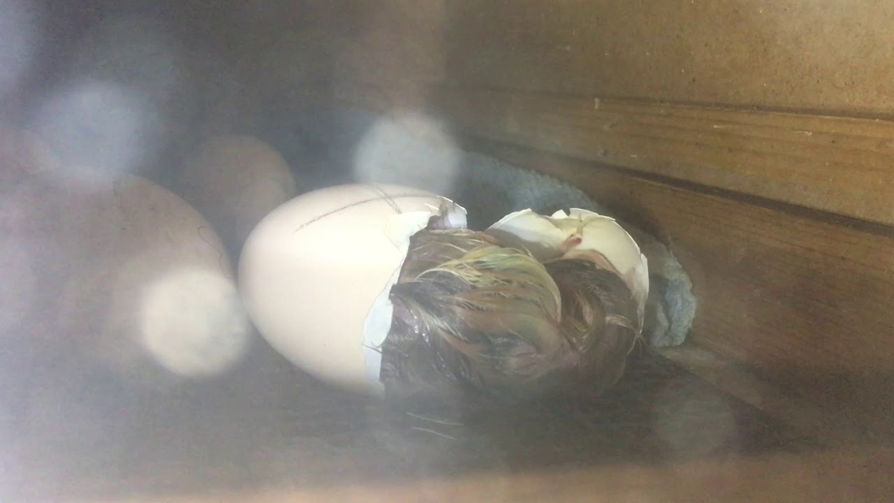 naissance d'un poussin - YouTube