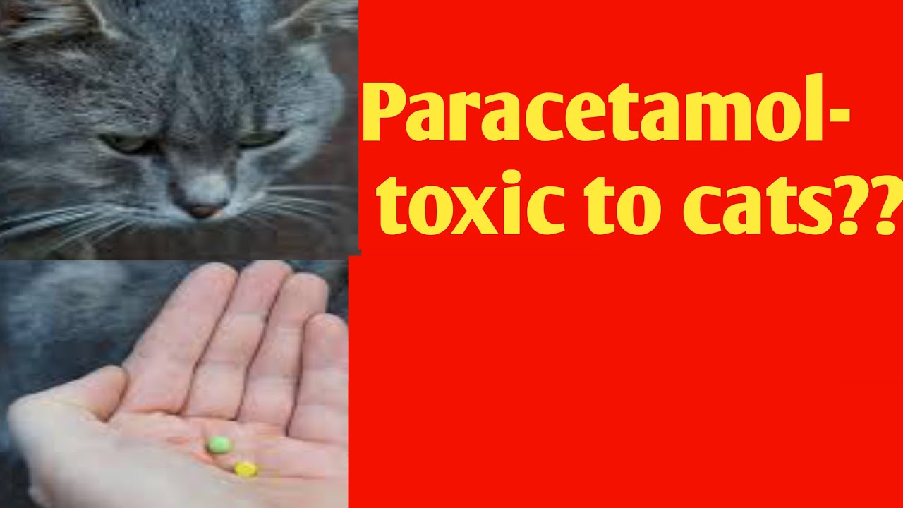 Paracetamol toxic to cats??? - YouTube