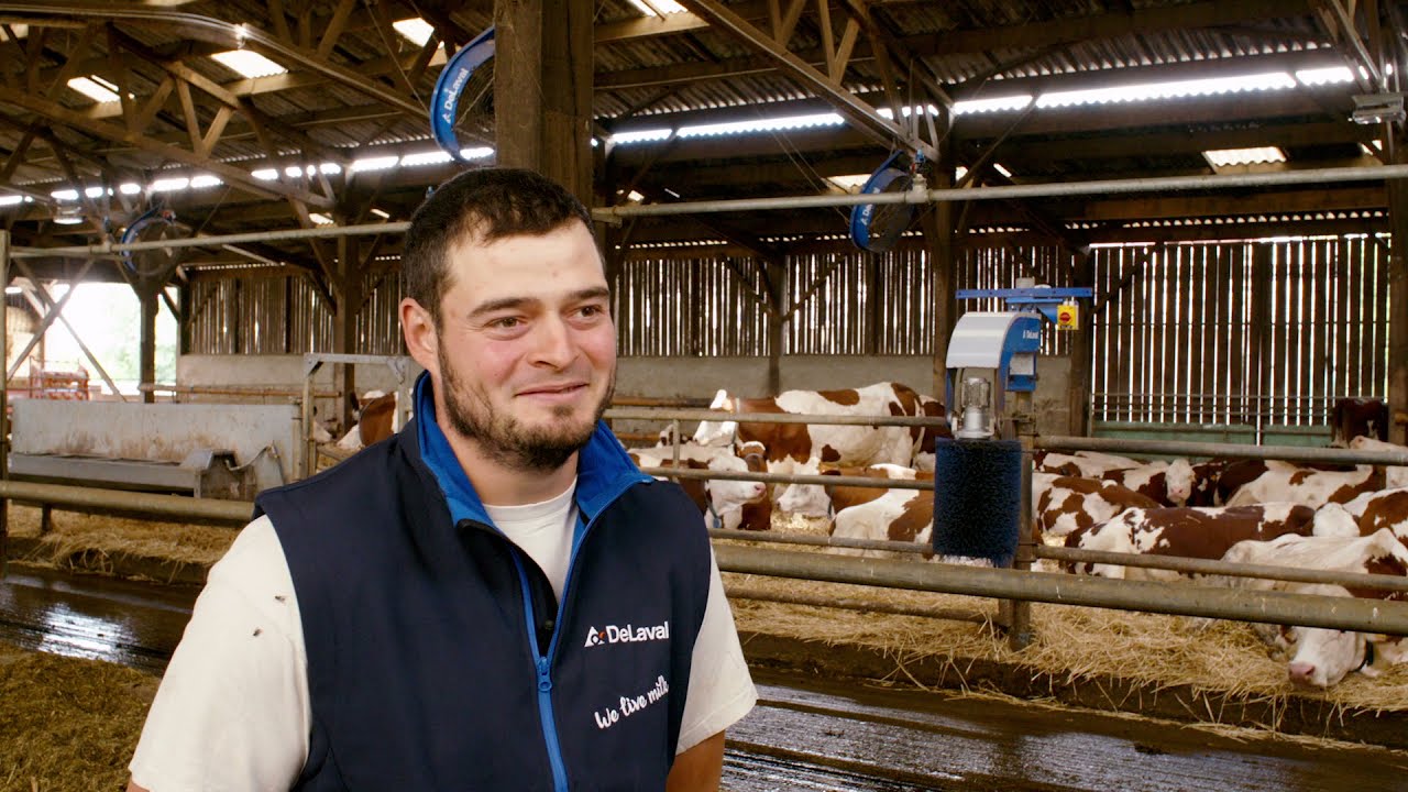 DeLaval Cow Cooling | Cow cooling system to avoid heat stress among ...