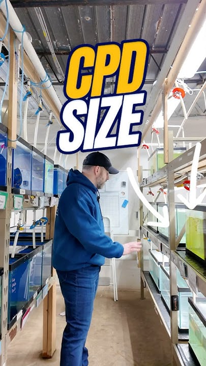 How BIG Do CPDs Get? Celestial Pearl Danio Size - YouTube