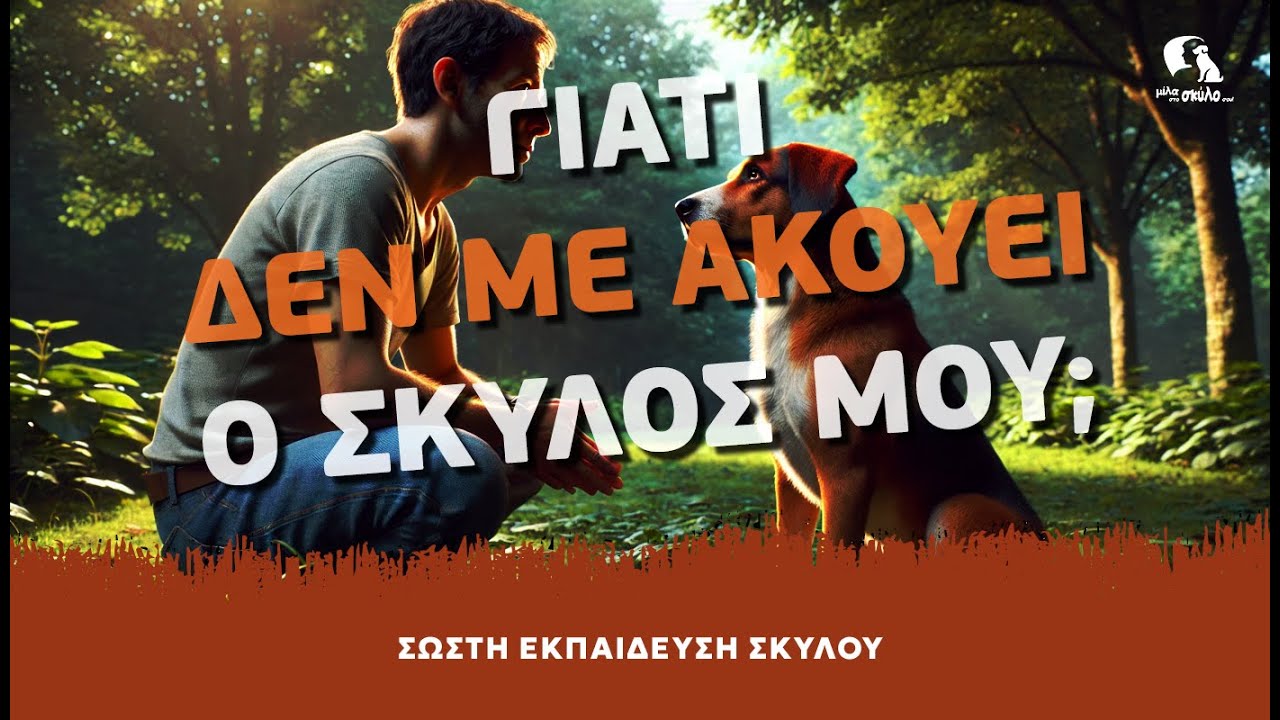 ΣΩΣΤΗ ΕΚΠΑΙΔΕΥΣΗ ΣΚΥΛΟΥ - Γιατί δεν με ακούει ο σκύλος μου; (Οι 4 λόγοι ...