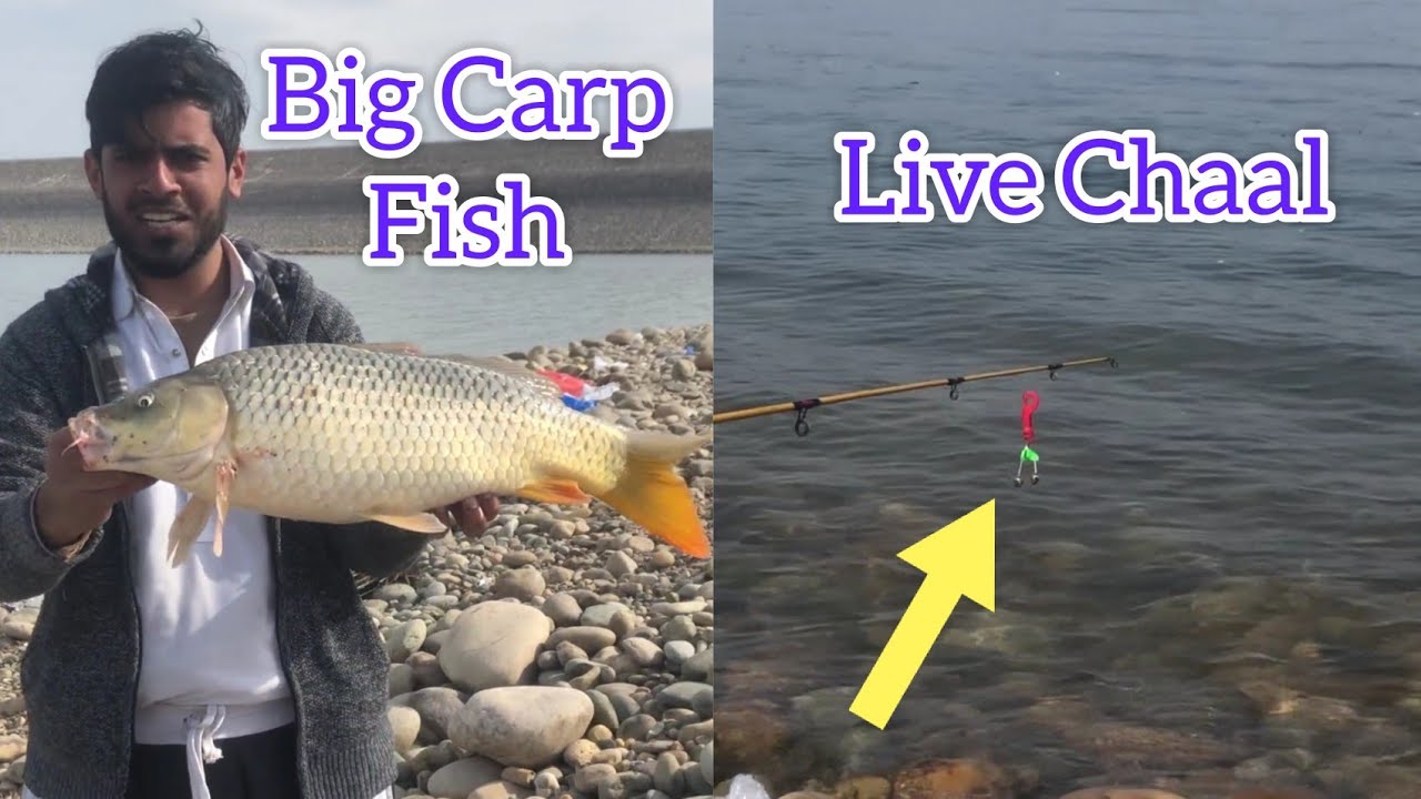 Live Chaal Big Carp Fish Hunting | Water Sports Club Mangla Dam Fishing ...