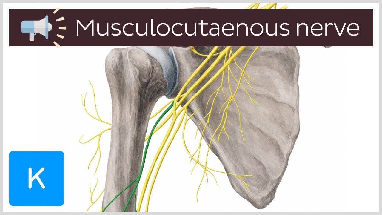 Musculocutaneous nerve | Anatomical Terms Pronunciation by Kenhub - YouTube