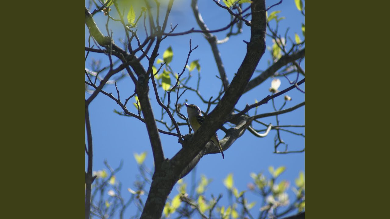 Early Sunday Morning - YouTube