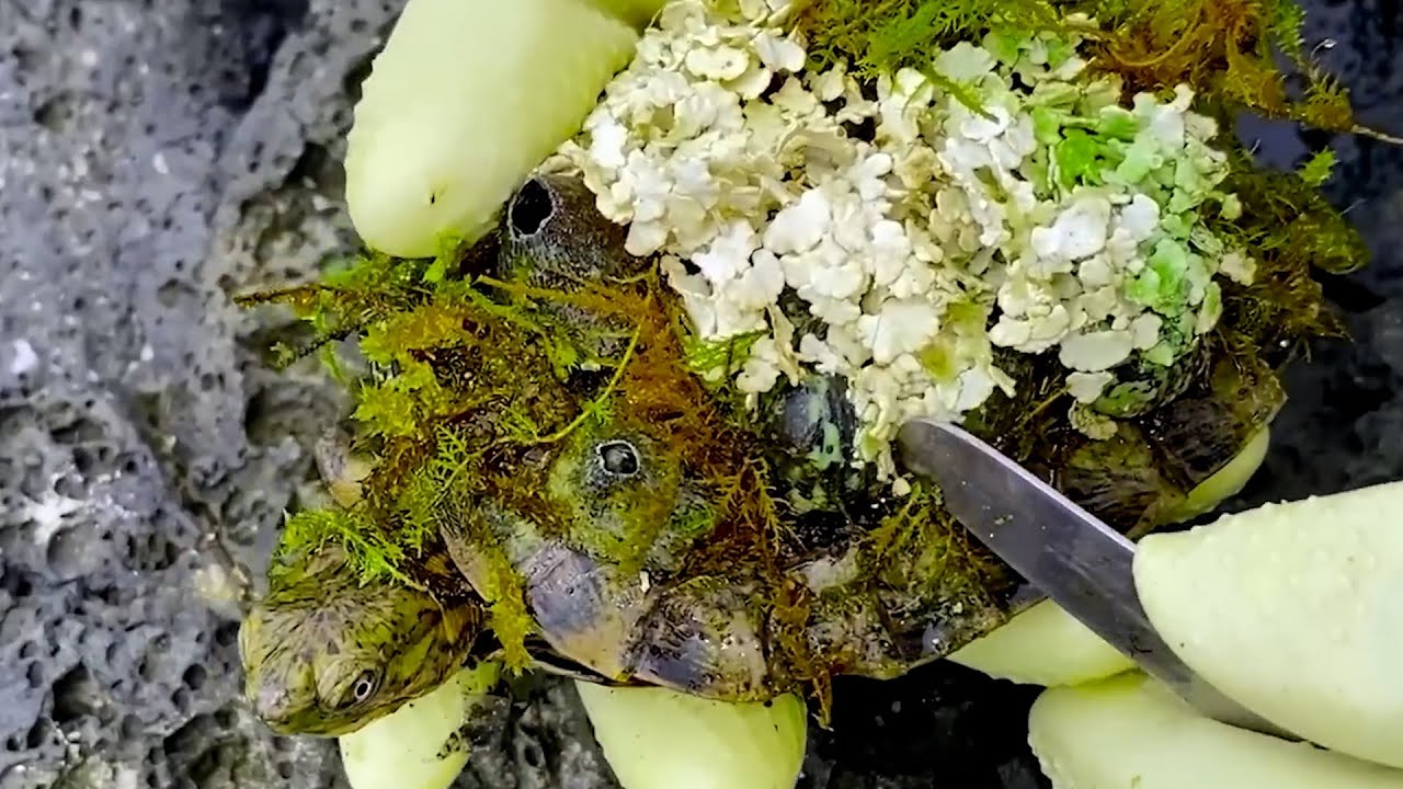 I saved some sea turtles and removed tons of barnacles on her shell ...