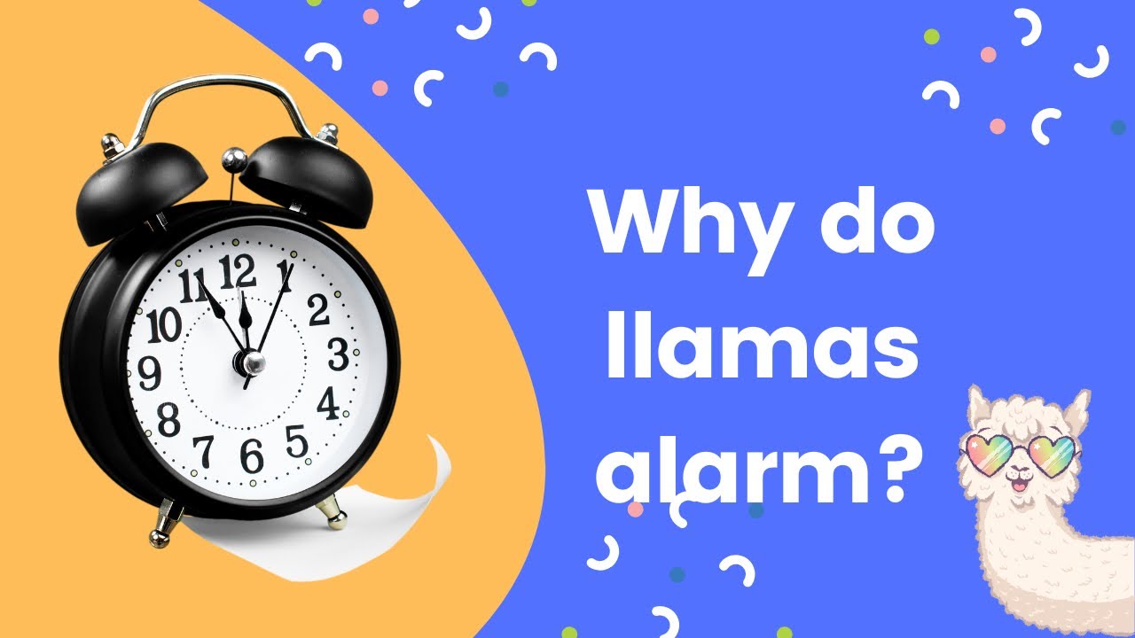 Why do llamas make their alarm cry? - YouTube