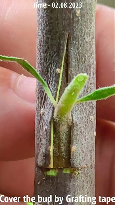 T budding of fruit trees | How to Grafting and budding fruit plants ...