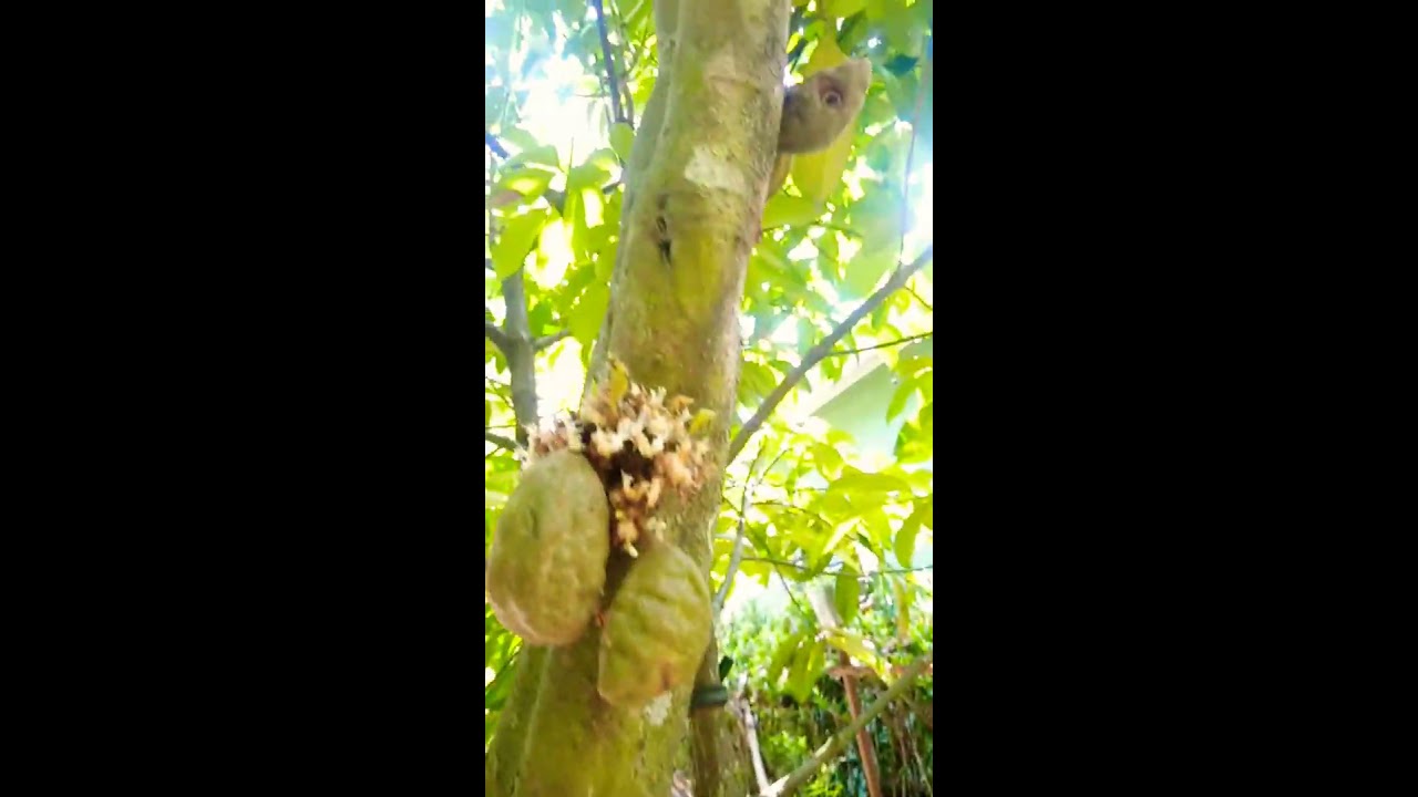 Pokok nam nam(katak puru) berbuah lebat - YouTube