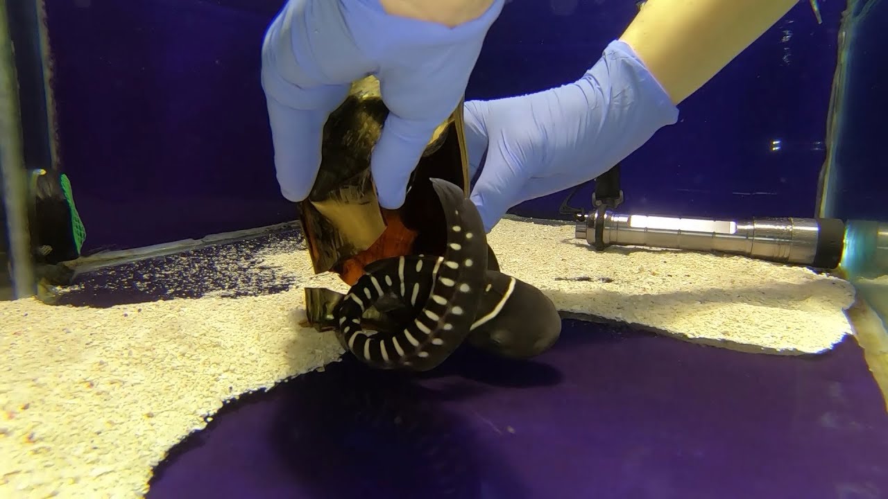 Zebra Shark Pups - YouTube