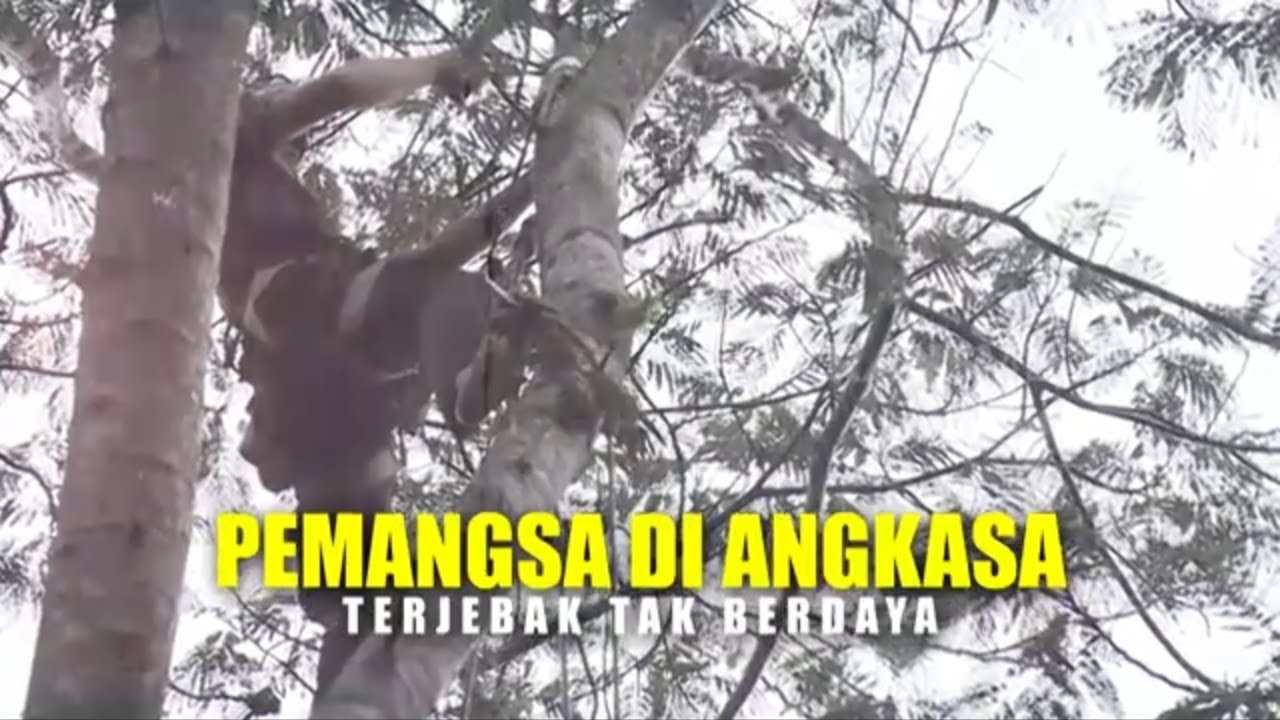 Pemangsa Di Angkasa Terjebak Tak berdaya | UJUNG-UJUNGNYA DAMKAR (04/11 ...