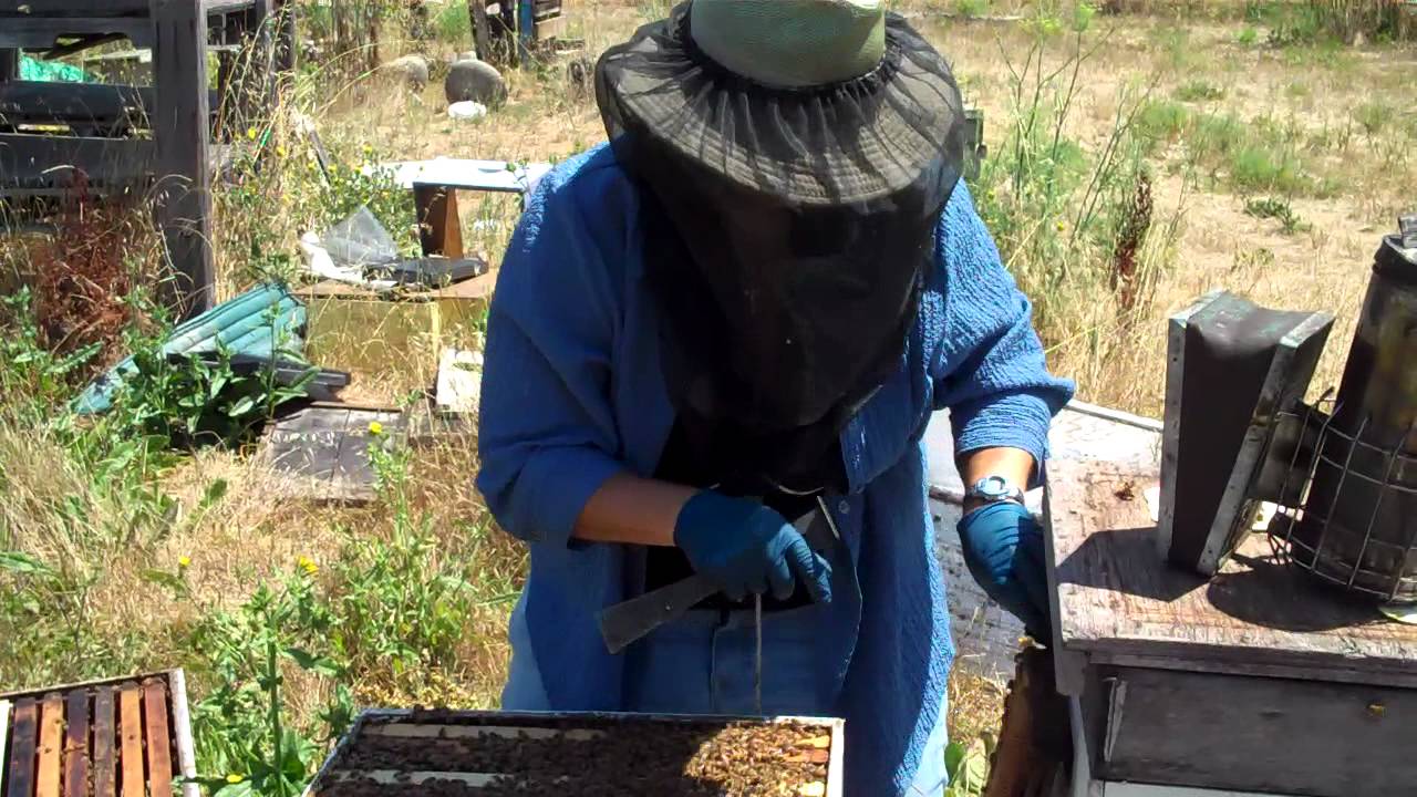 Beekeeping - YouTube