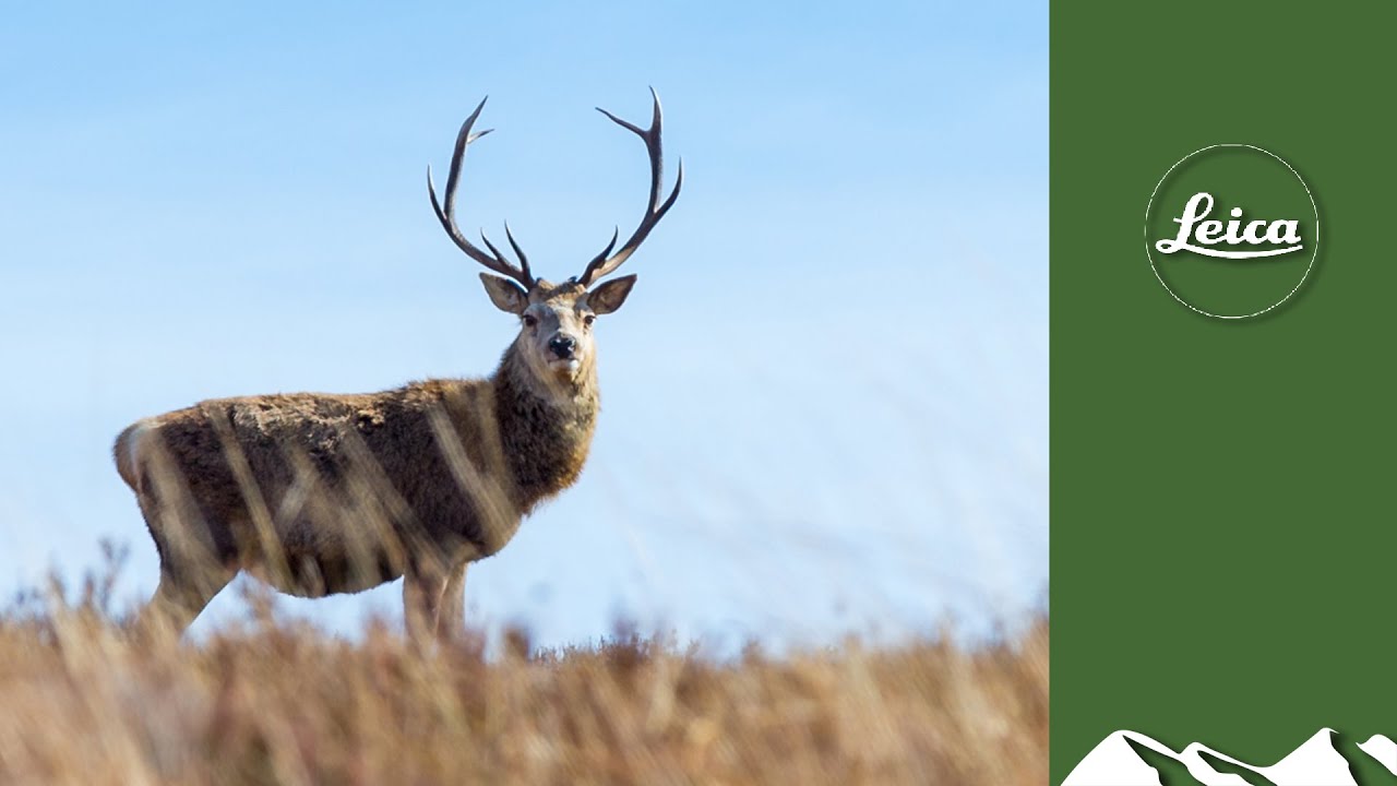 Beautiful Scottish stag stalking - YouTube