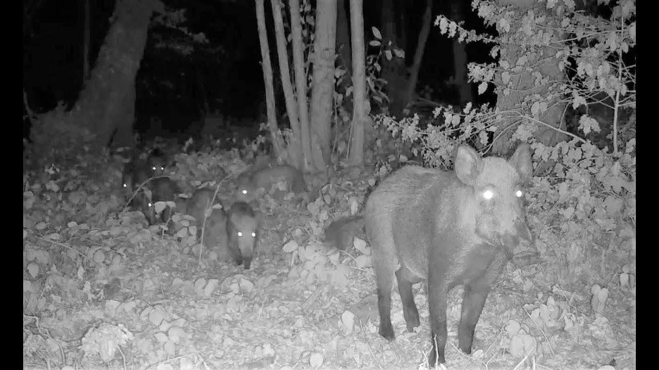 Il déchiquette quoi le marcassin ? (à 1'20) - YouTube