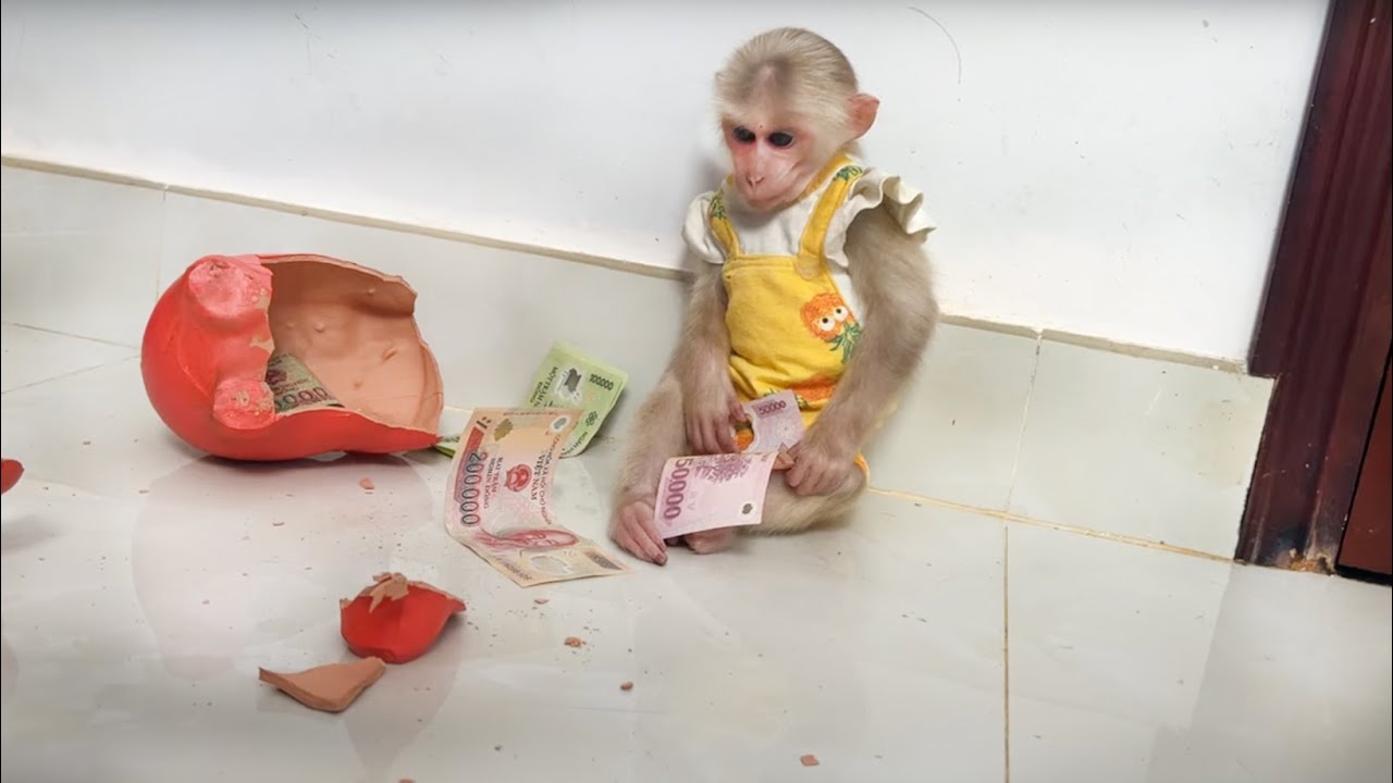 Try not to laugh! Monkey Luk angry at dad because... - YouTube