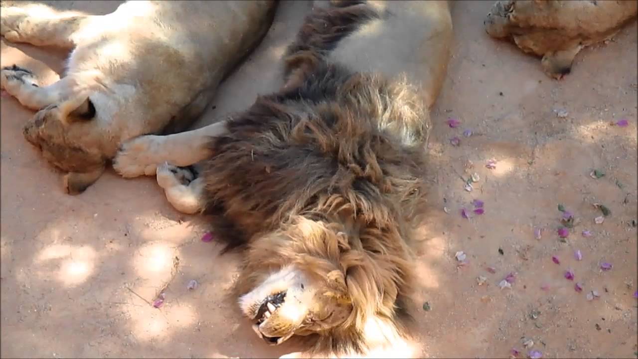 Some Short Clips from Lisbon Zoo ft Snoring Lions [July 2015] - YouTube