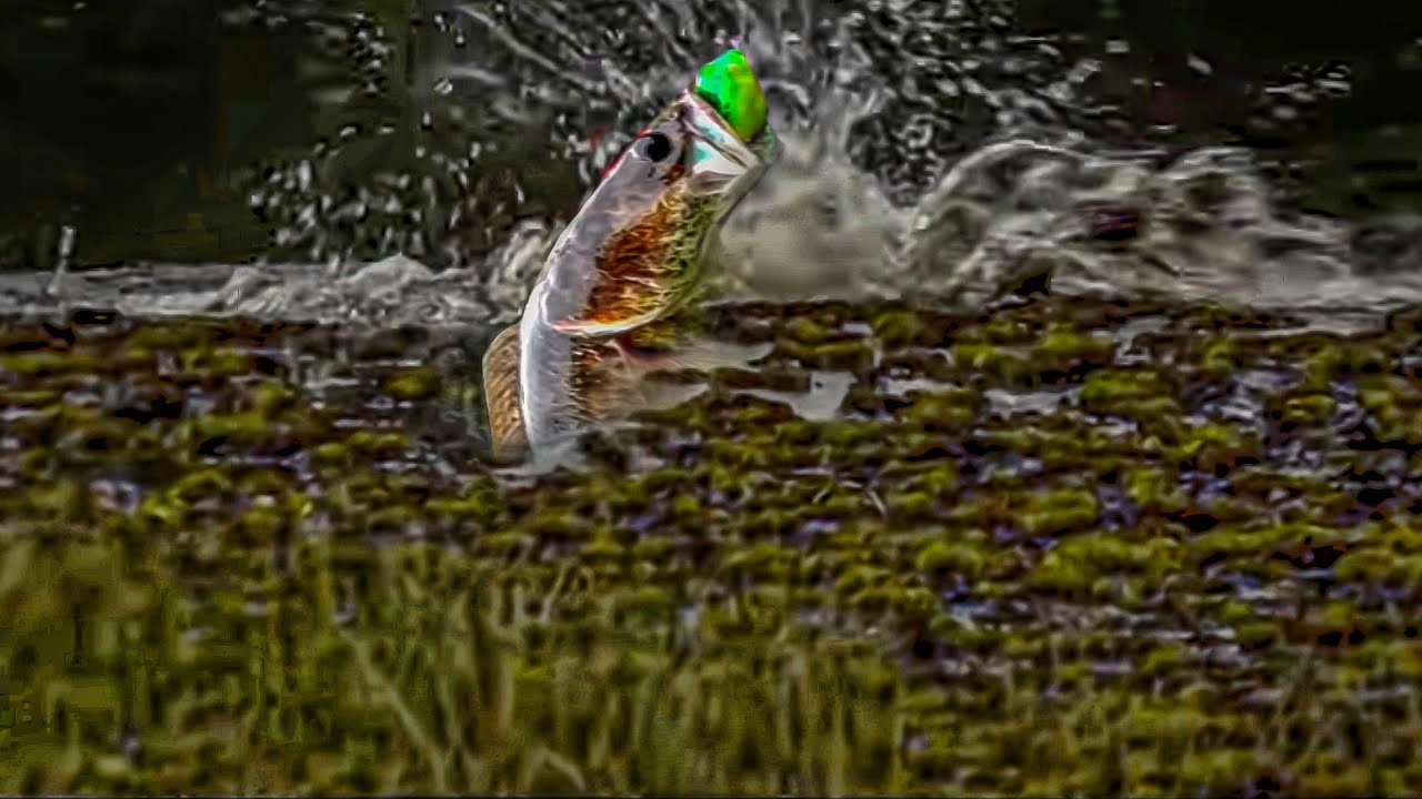 The new Lure for snakeheads - YouTube