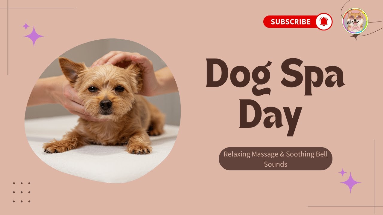 Dog Spa Day: Relaxing Massage & Soothing Bell Sounds 🐾 - YouTube