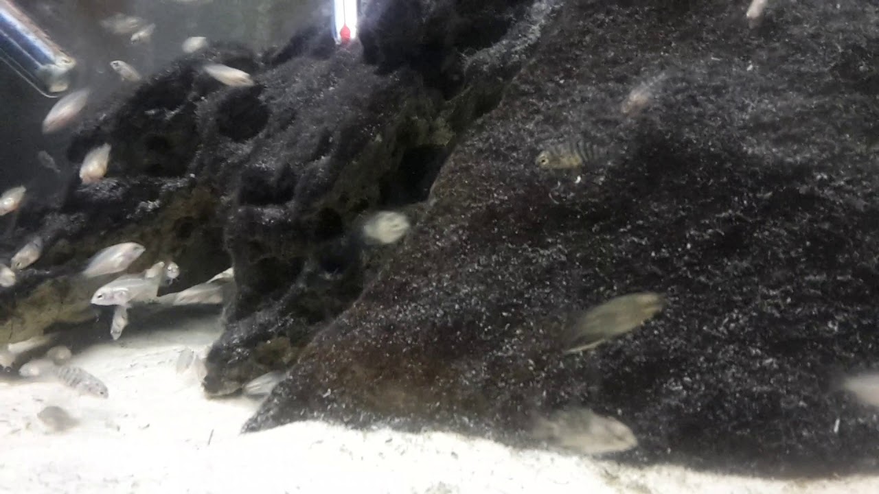 Calico x pink convict cichlid fry (update) - YouTube