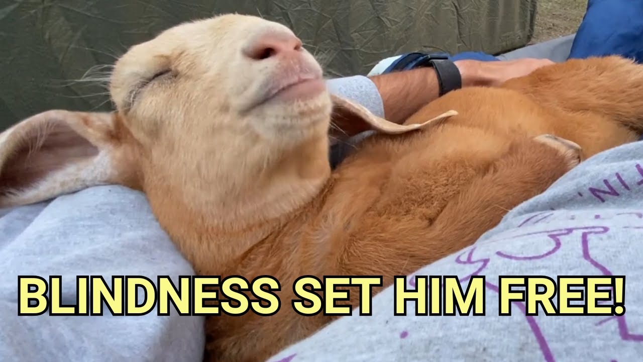Buddy the Blind Goat - Escape From Farm to Freedom - YouTube