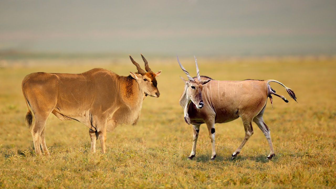 How Mom Eland Giving Birth In The Wild- Animal Birth - YouTube
