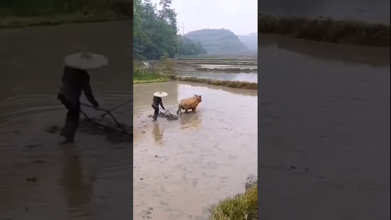 beautiful and poetic rural life in China countryside 真实中国农村乡下生活 - YouTube