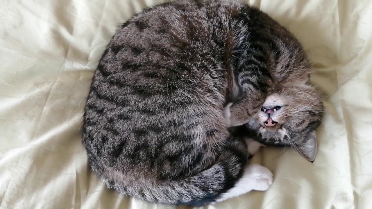 MUR MUR CAT SOOTHING STRESS RELAXING THERAPY DEEP SLEEP INSTANT ASLEEP ...