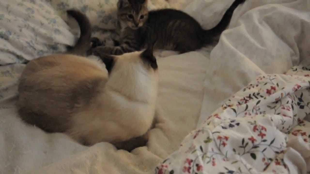 Feline mating ritual - YouTube