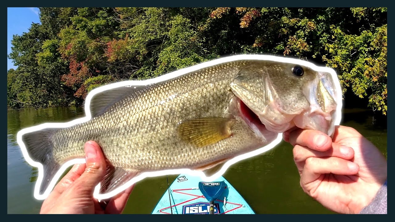 Catching LARGEMOUTH BASS on INFLATABLE PADDLE BOARD - Late Summer Bass ...