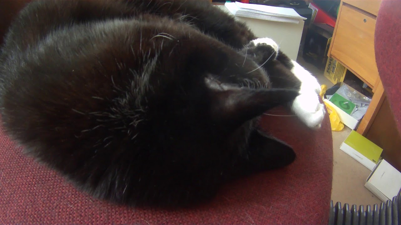 Panda the Cat quietly Snoring - YouTube