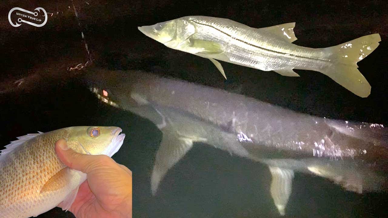 METHODS TO CATCH SNOOK TARPON SNAPPER INTRACOASTAL - NON STOP ACTION ...