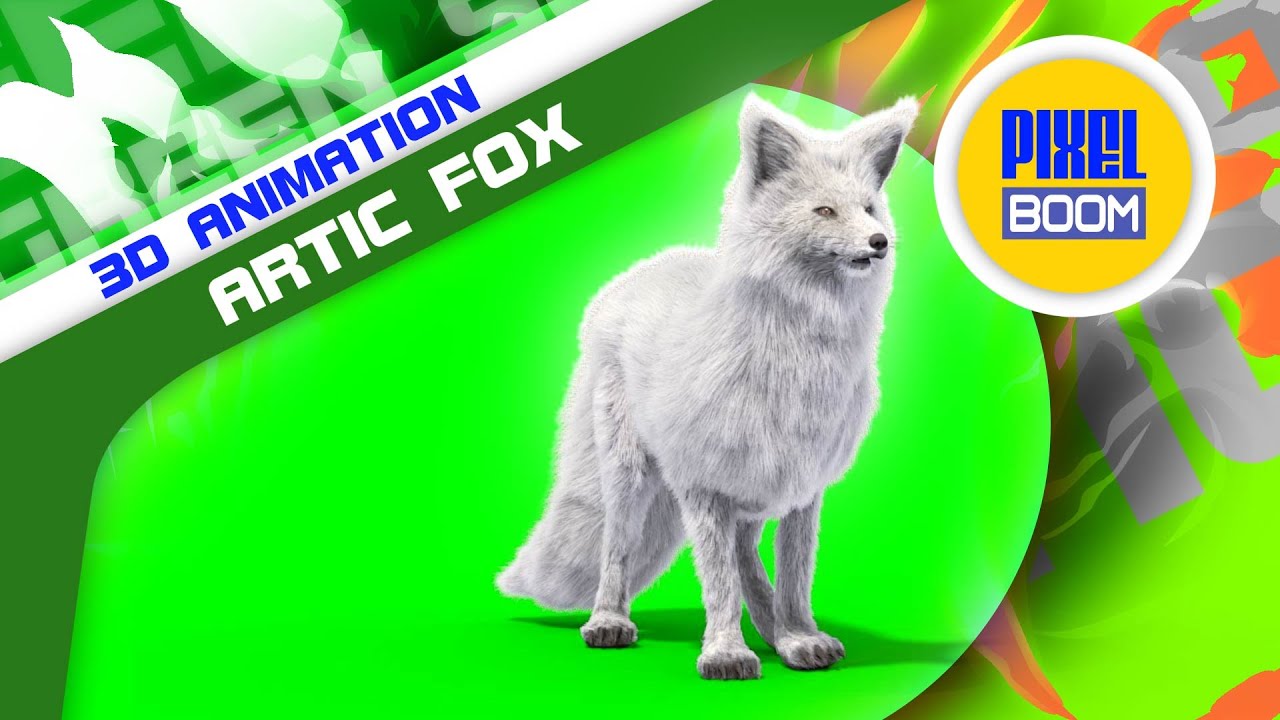 Green Screen Arctic Fox Animals 3D Animations PixelBoom - YouTube