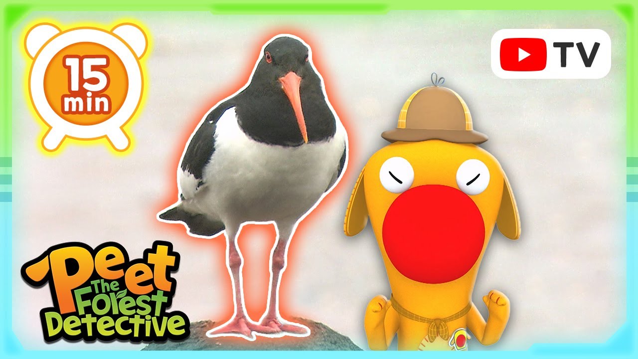 The Great Seagull Adventure ️ 🌟🌄 | Nature Stories For Kids | Peet The ...