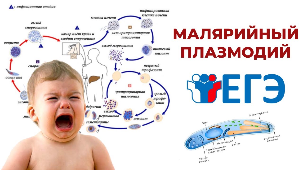 ЖИЗНЕННЫЙ ЦИКЛ МАЛЯРИЙНОГО ПЛАЗМОДИЯ ДЛЯ ЕГЭ ПО БИОЛОГИИ Youtube