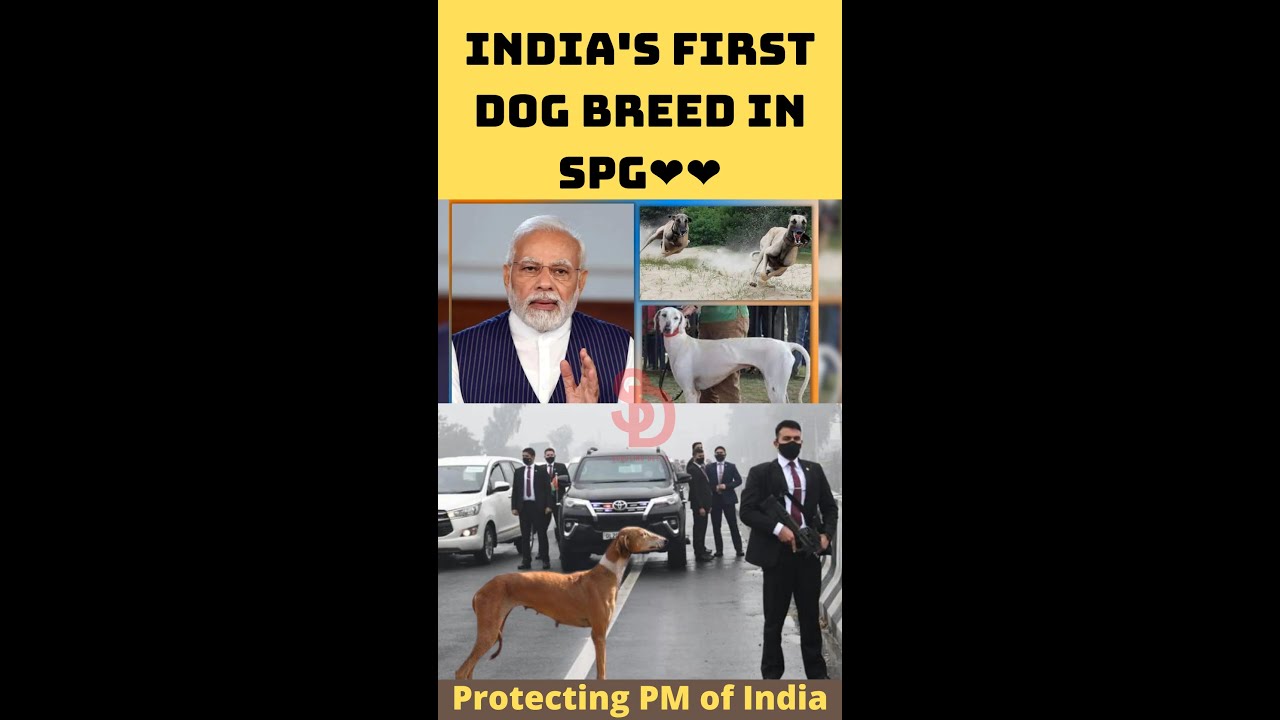 First Indian Dog Breed in PM Modi's Security, Mudhol Hound Joins SPG ️ ...
