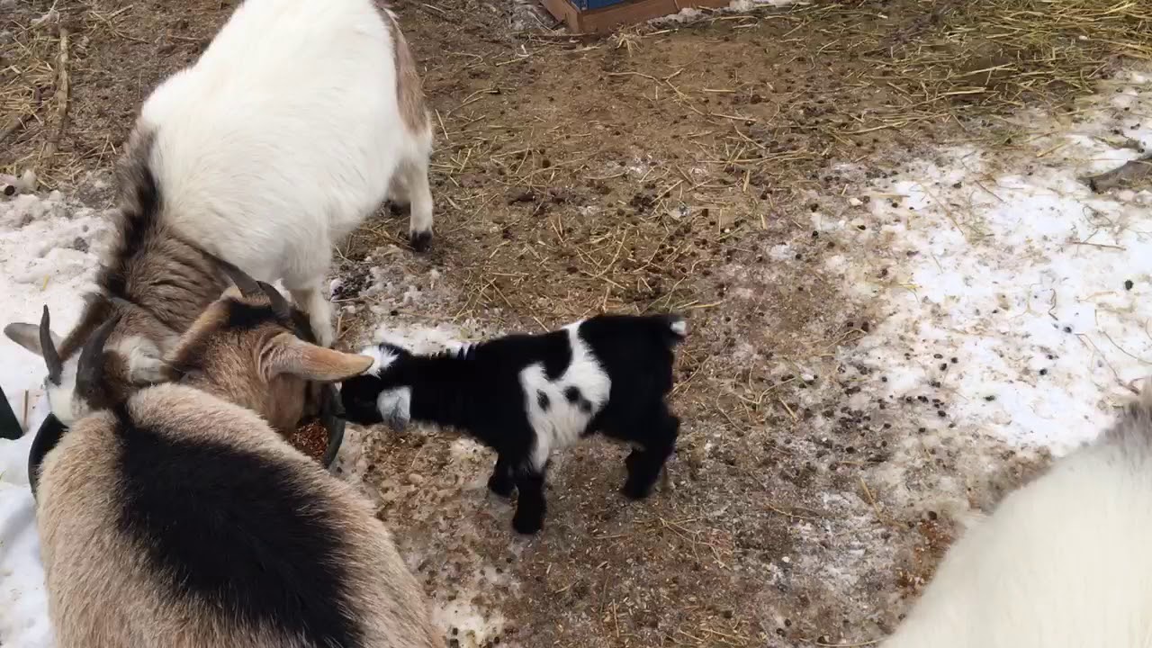 Baby Cage gets Rejected - YouTube
