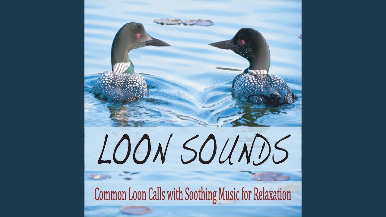 Natural Loon Sounds 2 - YouTube