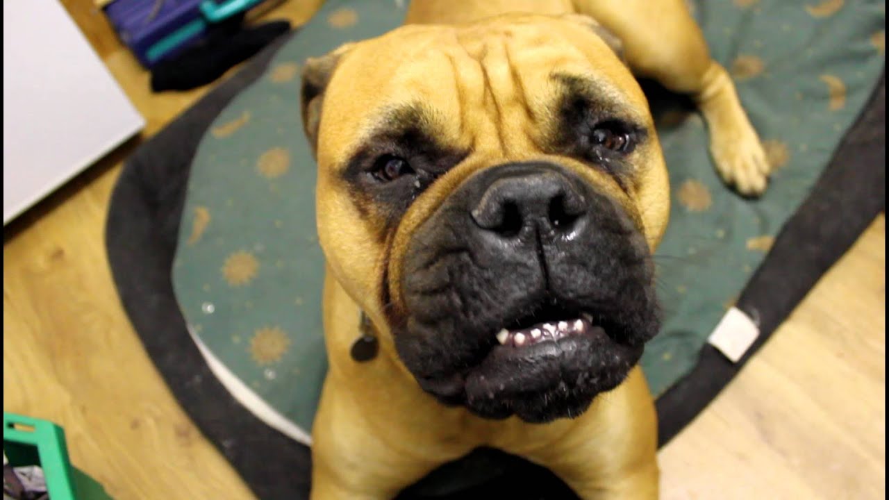 Talking Bull Mastiff - YouTube