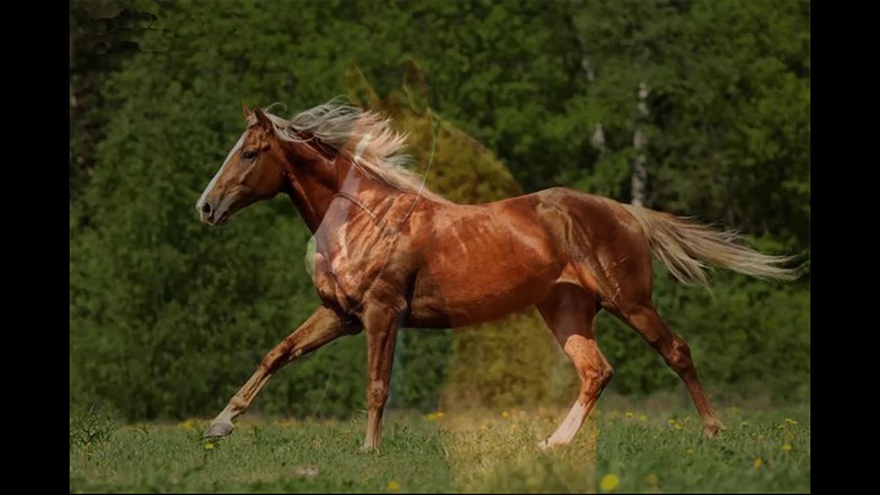 Budyonny horse - Wikipedia information - YouTube