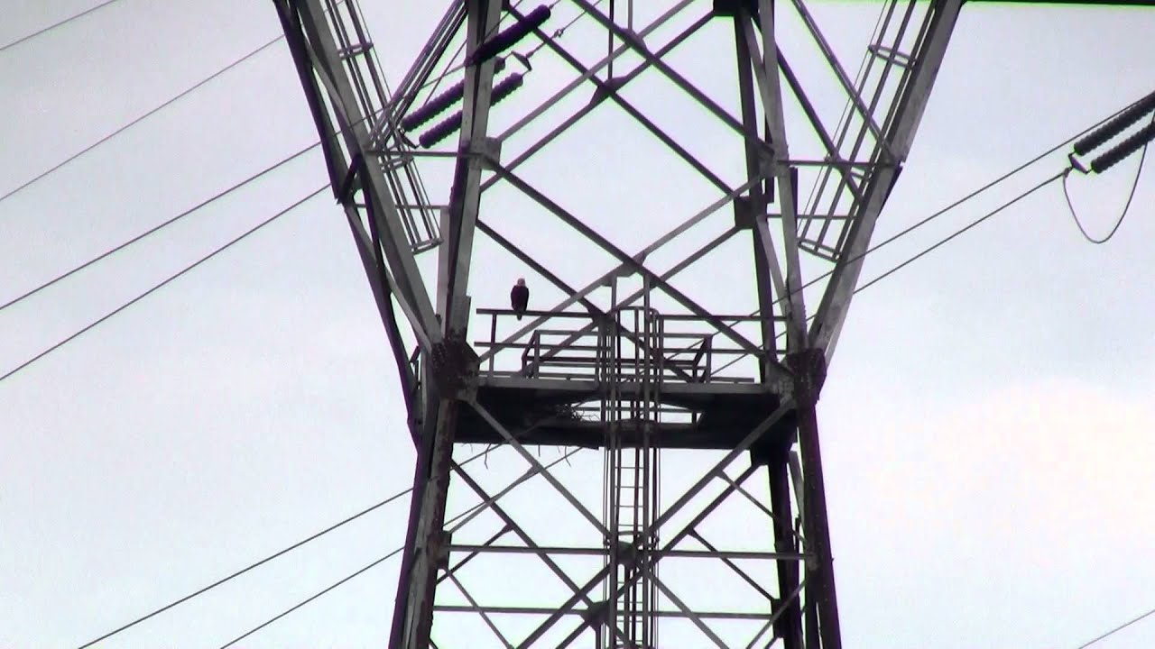 Bald Eagle Nesting in Electrical Transmission Tower at Conowingo Dam ...
