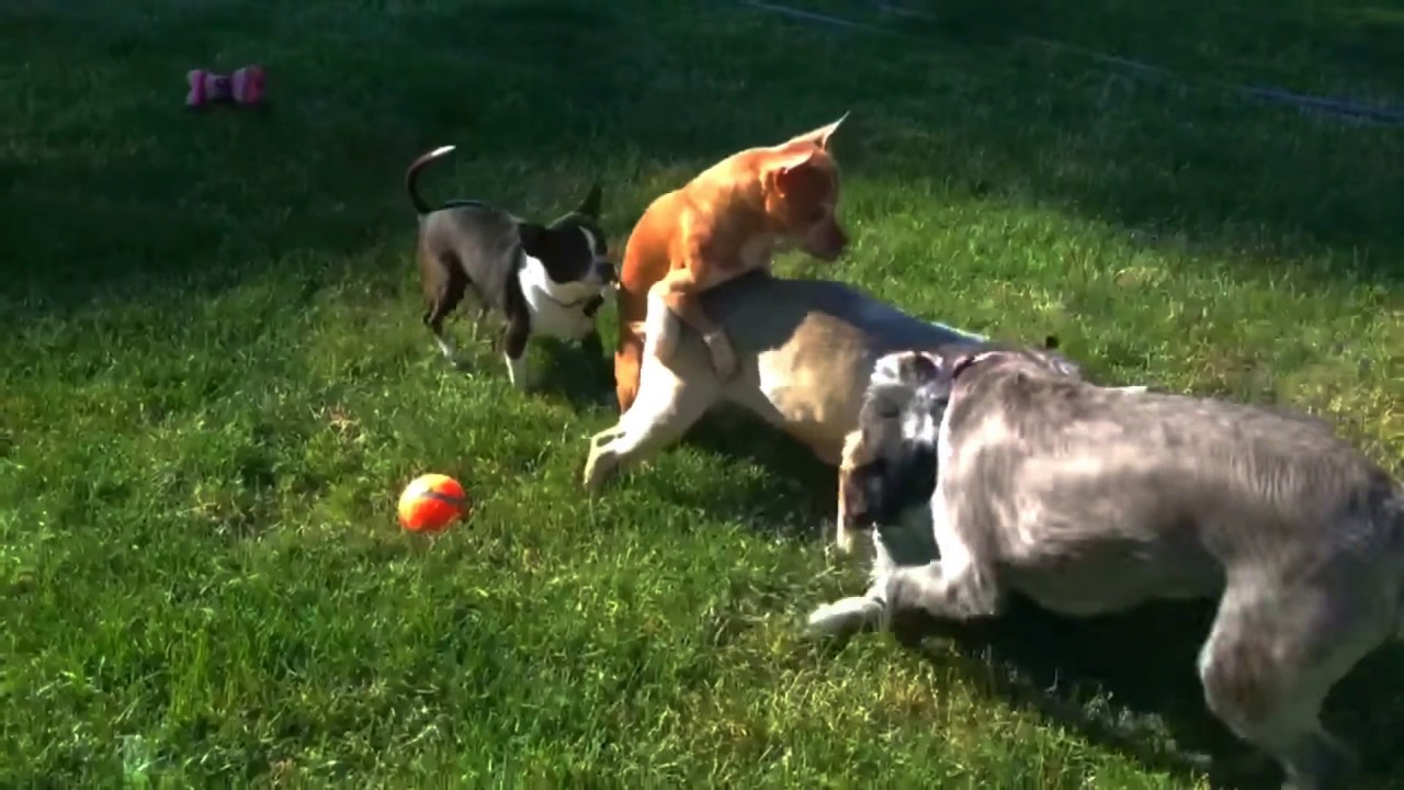 animals gang bang 2017 - YouTube