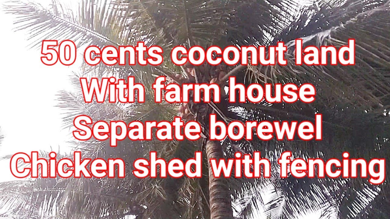 Low budget coconut land for sale near kinathukkadavu. குறைவான விலையில் ...