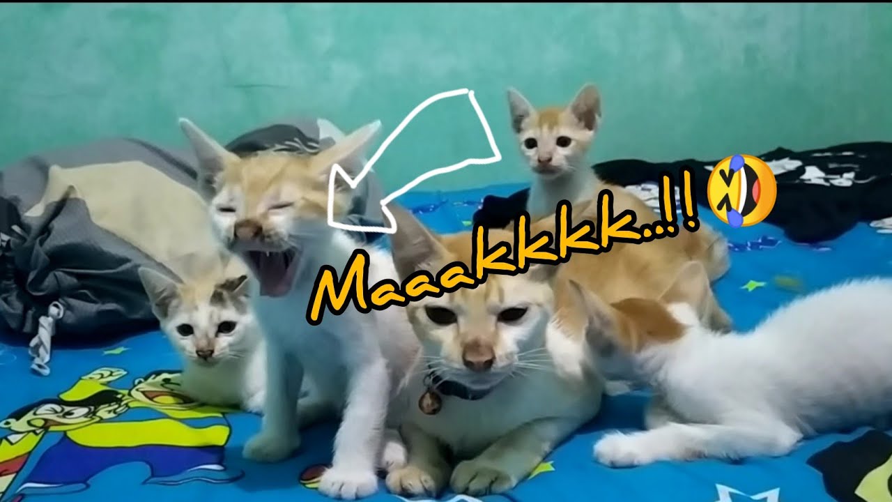 ANAK KUCING MEONG MEONG.!!KUCING TERLUCU BIKIN NGAKAK🤣 - YouTube