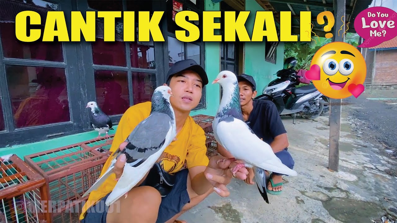COD BURUNG MERPATI DI RAWALO - YouTube