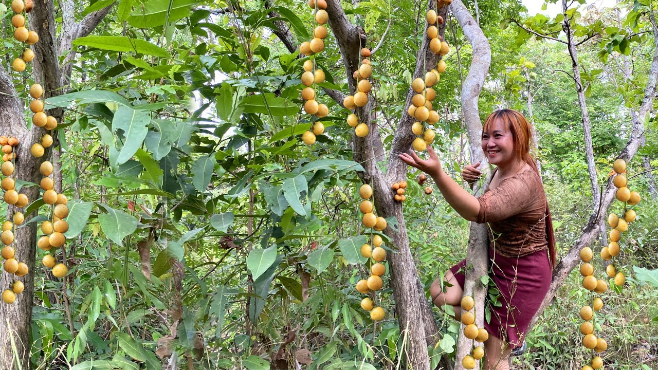OH WOW! OMG! Best Asian technique picks wild strange fruits in tropical ...